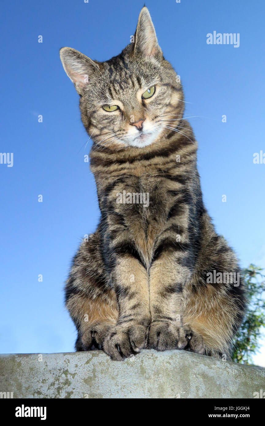 Cat, Feline, Felid, Domesticated Pet Stock Photo - Alamy