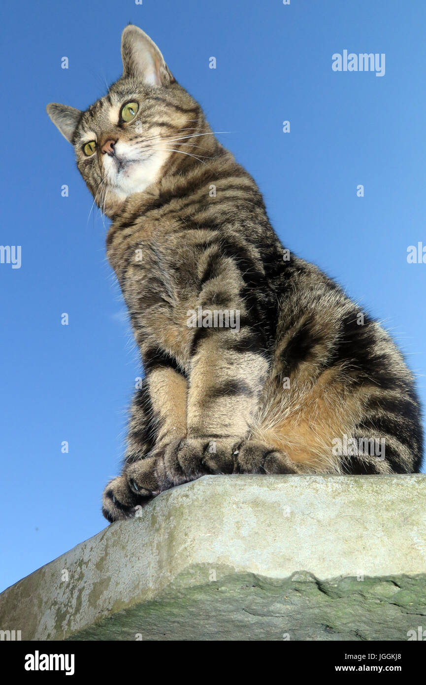 Cat, Feline, Felid, Domesticated Pet Stock Photo - Alamy