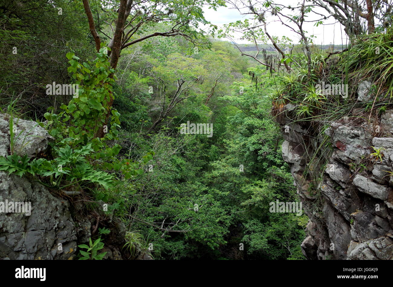 Inside the cloud forest in the Reserva Natural Miraflor, a popular ...