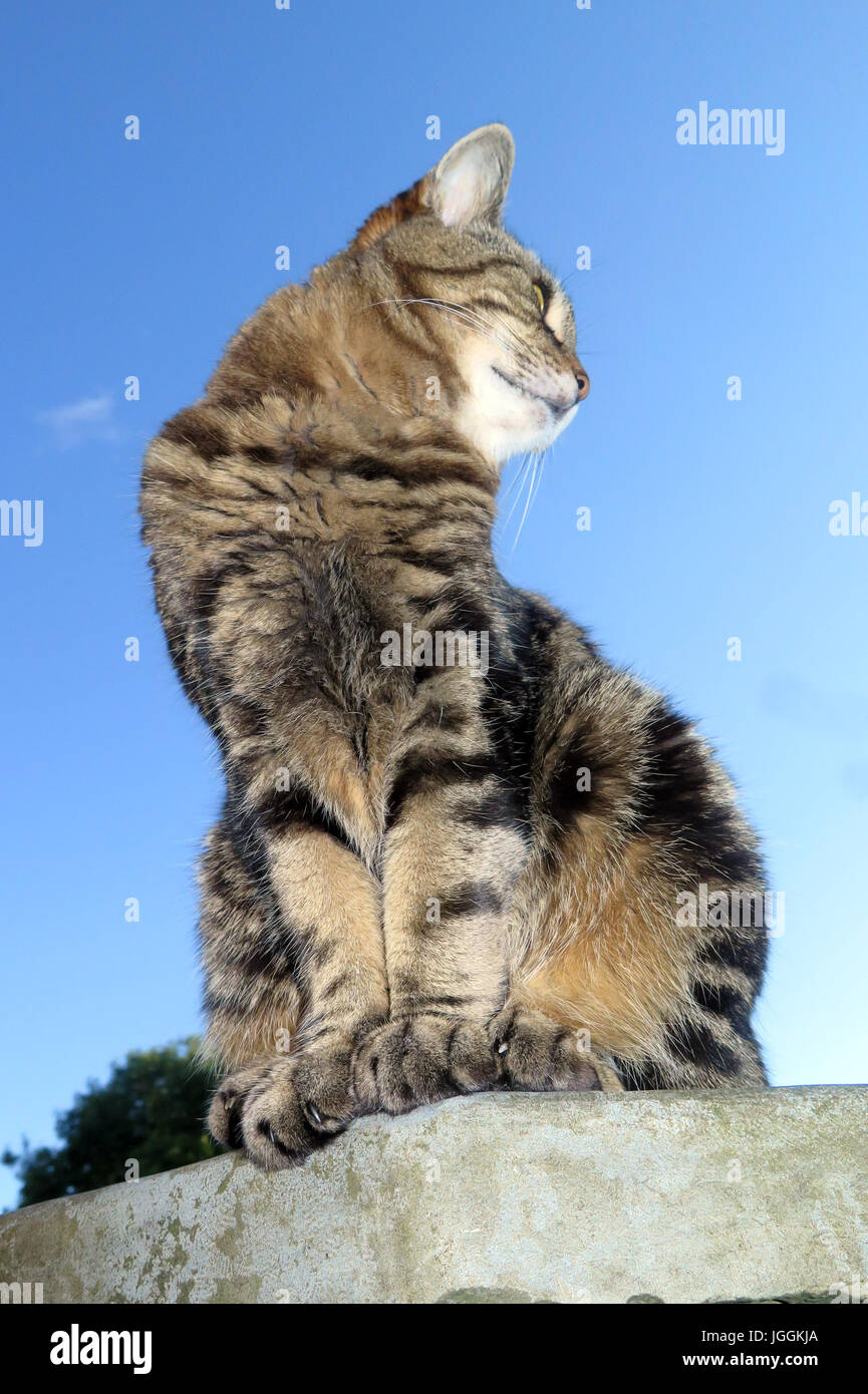 Cat, Feline, Felid, Domesticated Pet Stock Photo - Alamy