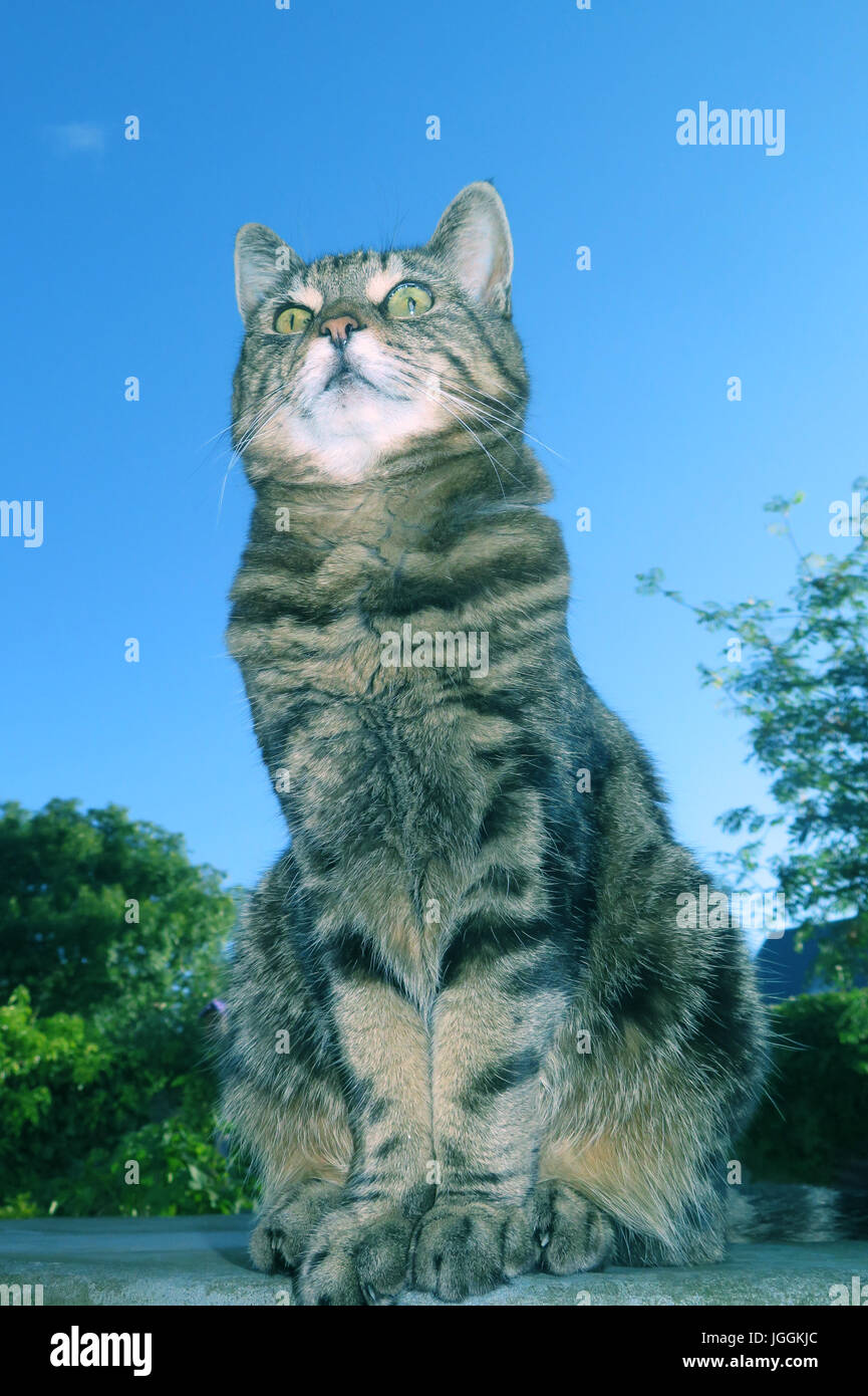 Cat, Feline, Felid, Domesticated Pet Stock Photo - Alamy