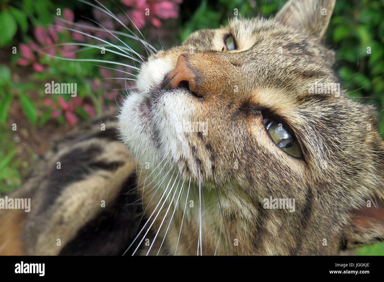 Cat, Feline, Felid, Domesticated Pet Stock Photo - Alamy