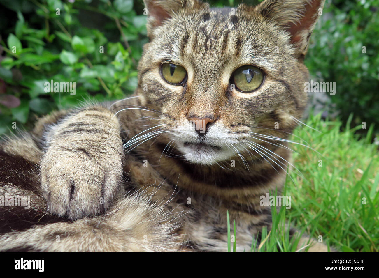 Cat, Feline, Felid, Domesticated Pet Stock Photo - Alamy