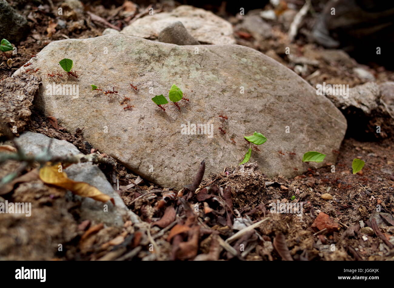 Ants carrying leaves in the Reserva Natural Miraflor, a popular tourist ...