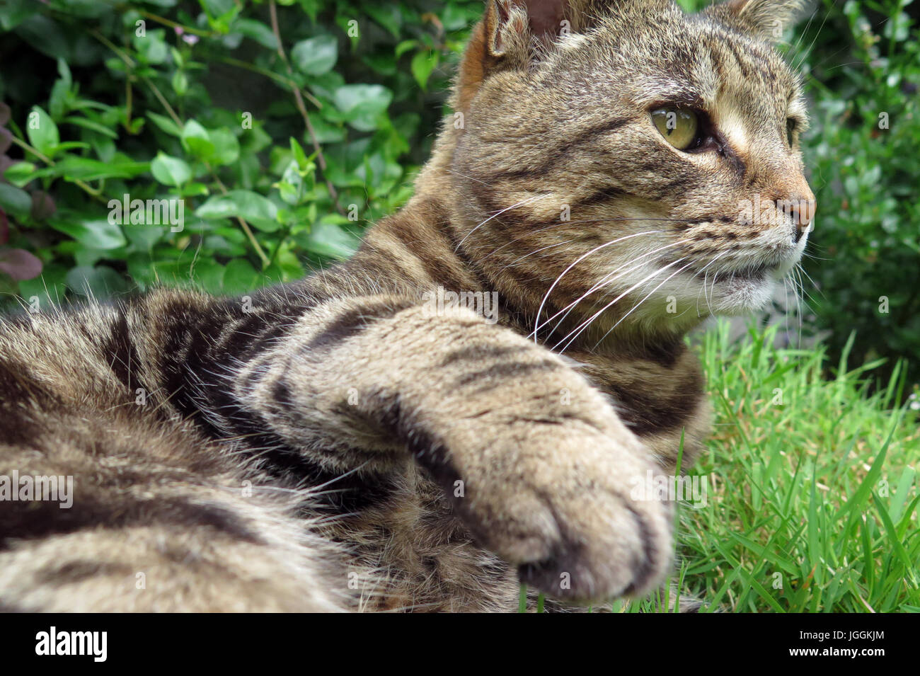 Cat, Feline, Felid, Domesticated Pet Stock Photo - Alamy