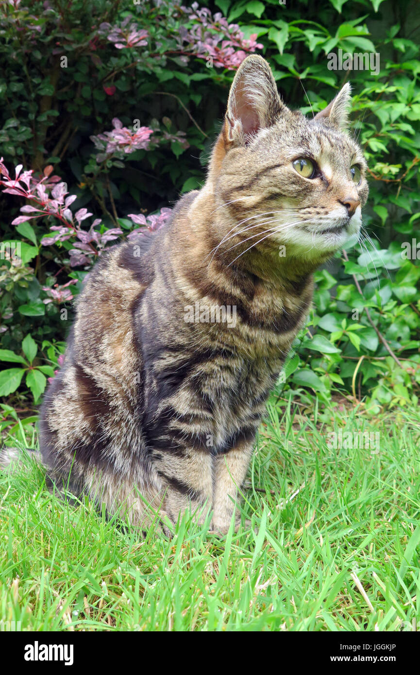 Cat, Feline, Felid, Domesticated Pet Stock Photo - Alamy