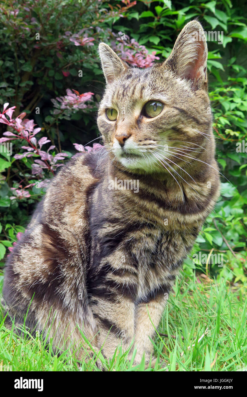 Cat, Feline, Felid, Domesticated Pet Stock Photo - Alamy