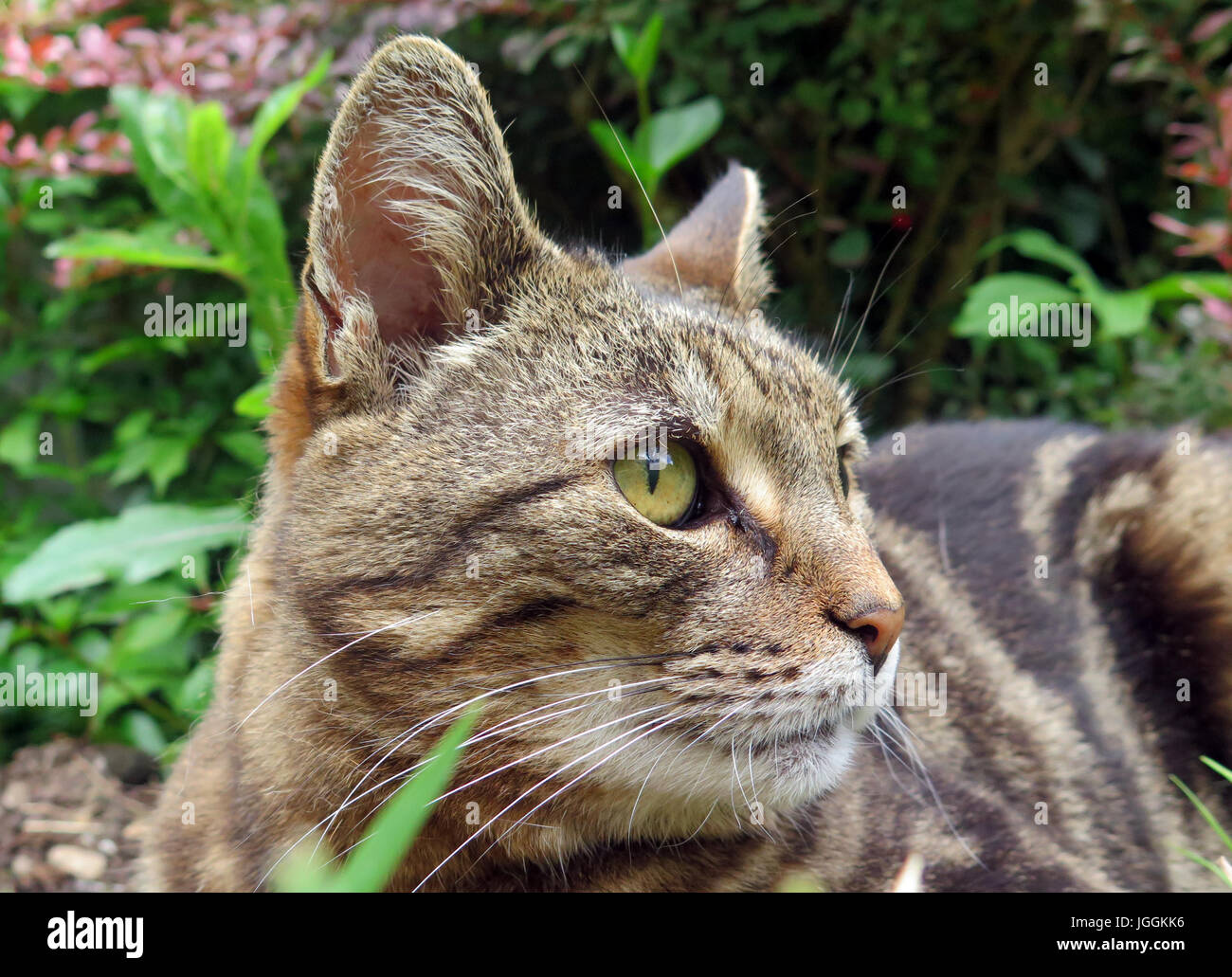 Cat, Feline, Felid, Domesticated Pet Stock Photo - Alamy