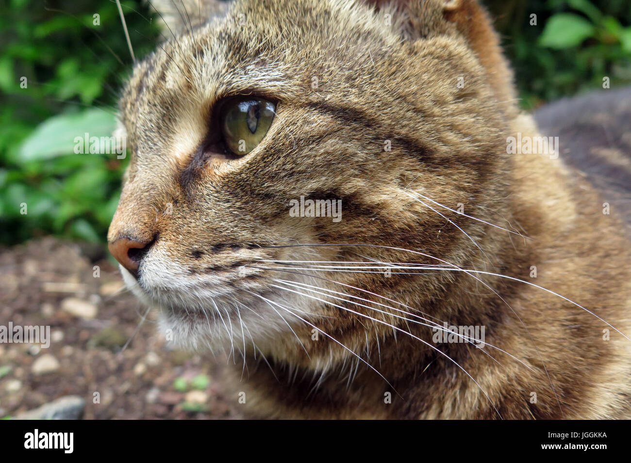 Cat, Feline, Felid, Domesticated Pet Stock Photo - Alamy