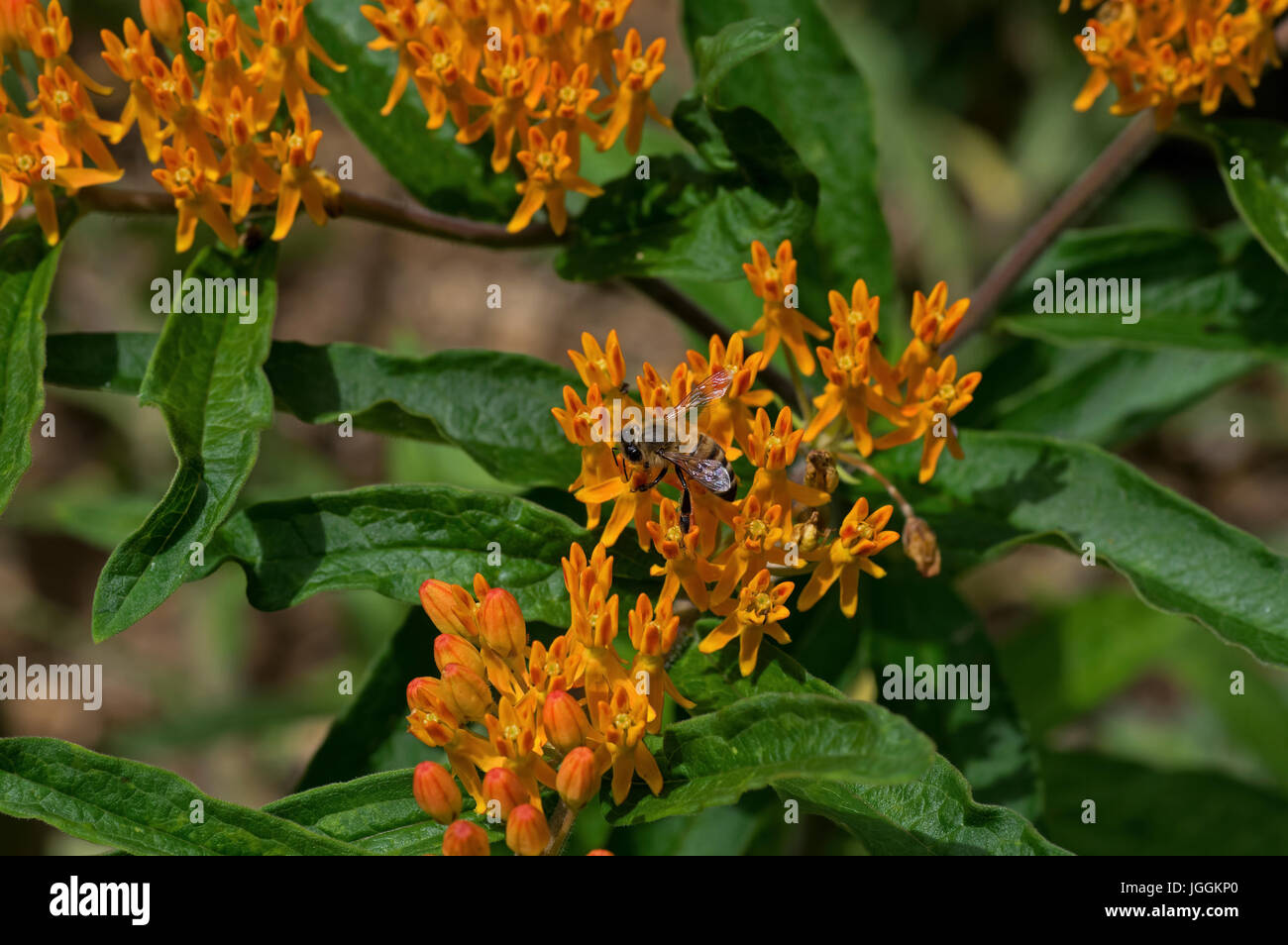 Honey bee which is a member of the genus Apis Asclepias tuberosa on ...