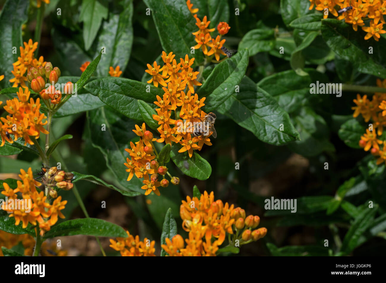 Honey bee which is a member of the genus Apis Asclepias tuberosa on ...
