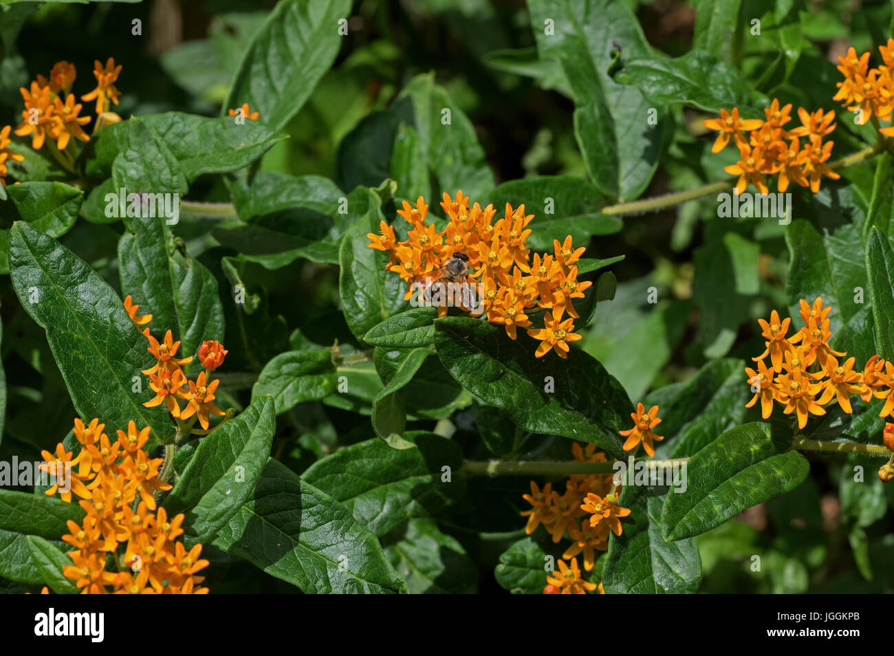 Honey bee which is a member of the genus Apis Asclepias tuberosa on ...