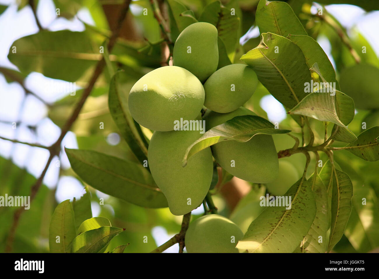 Close up of mangoes on a mango tree on Ukulhas, Maldives Stock Photo ...