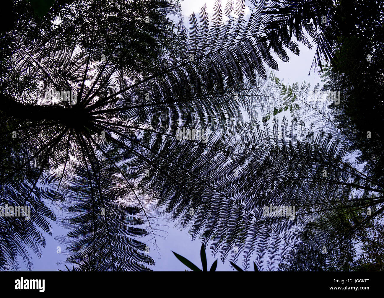Fern trees seen from below, Bali island, Munduk, Indonesia Stock Photo ...