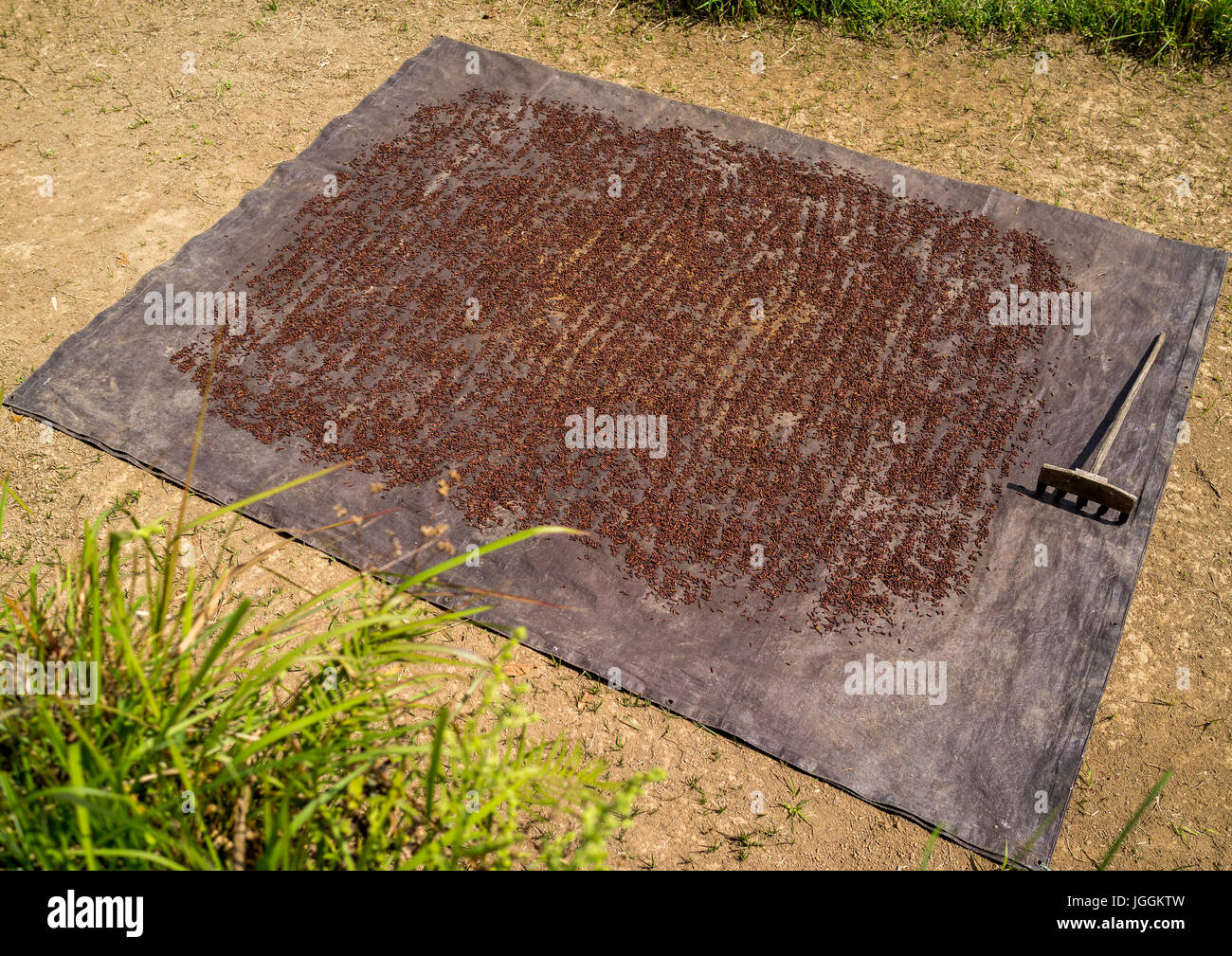Cloves drying in the sun, Bali island, Munduk, Indonesia Stock Photo ...