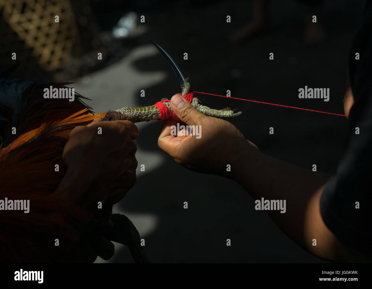 Man attaching a blade to a rooster feet for a cock fighting, Bali ...