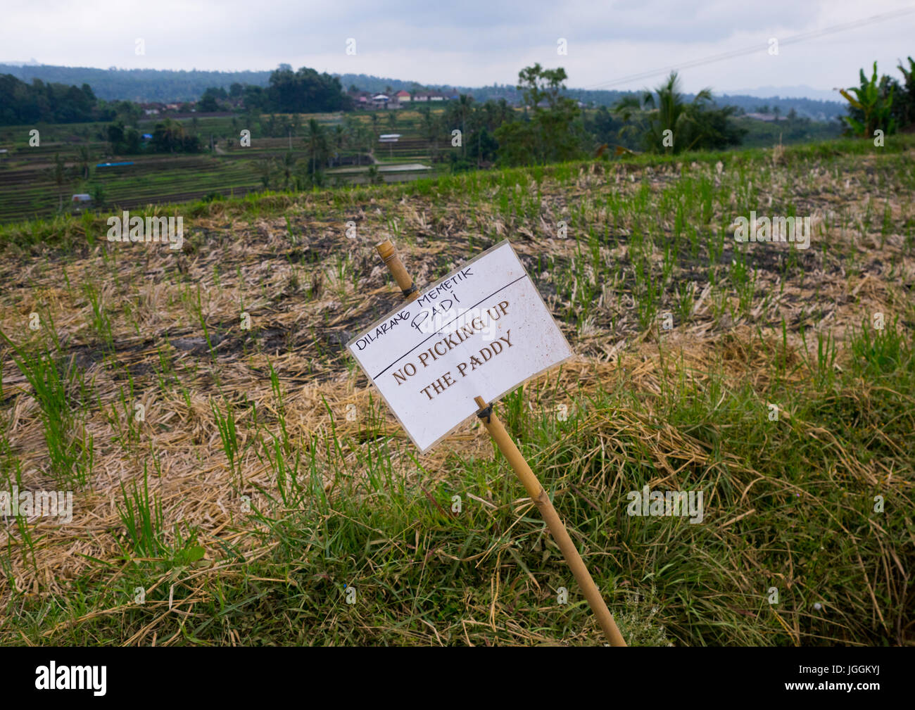 Warning billboard in a terraced rice fields, Bali island, Jatiluwih ...