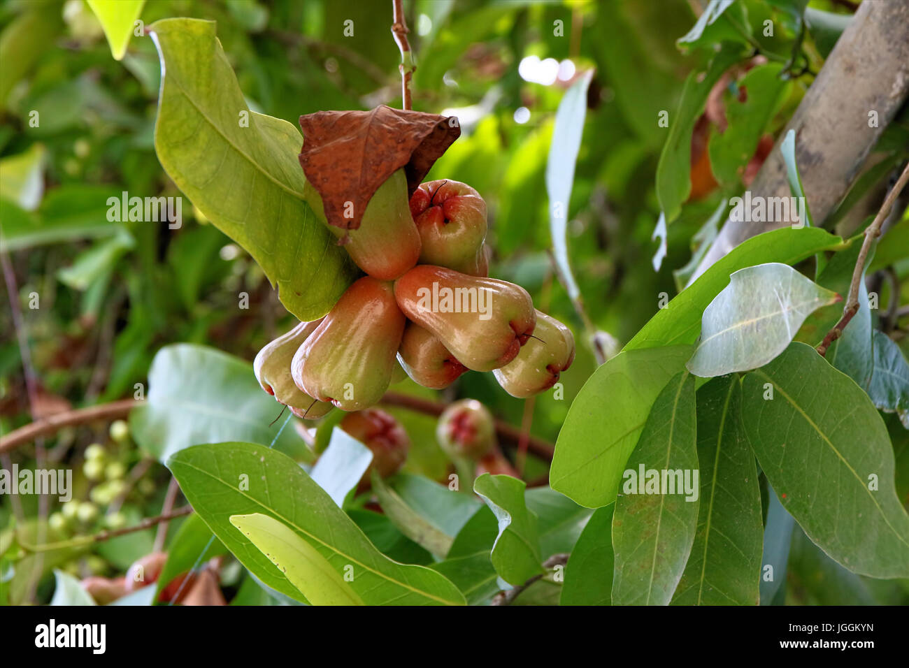 Mangoes on a mango tree on Ukulhas, Maldives Stock Photo - Alamy