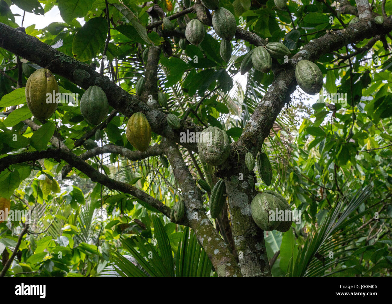 Cocoa plants with fruit growing, Bali island, Munduk, Indonesia Stock ...