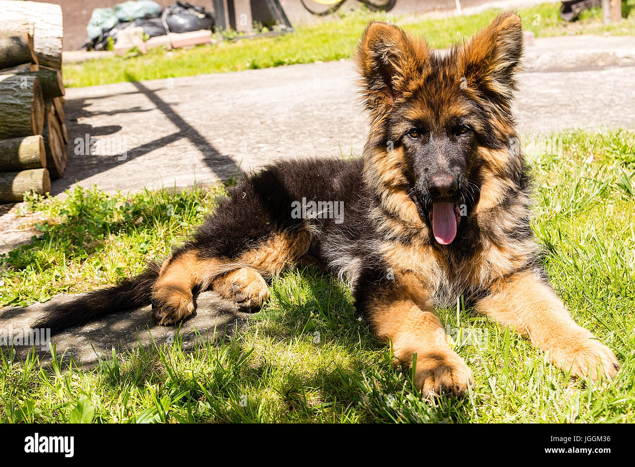 Young german shepherd dog in the garden Stock Photo - Alamy