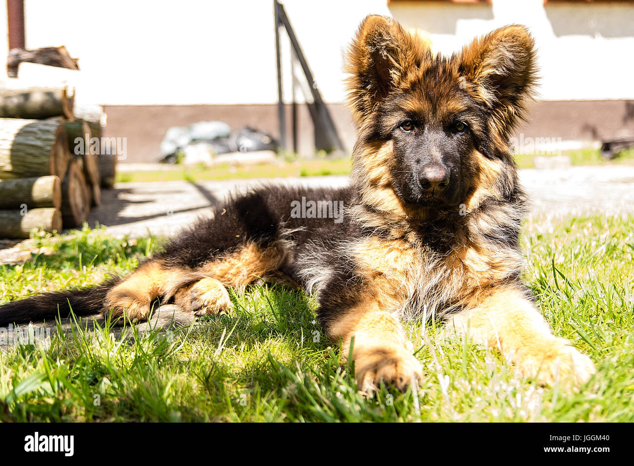 Young german shepherd dog in the garden Stock Photo - Alamy