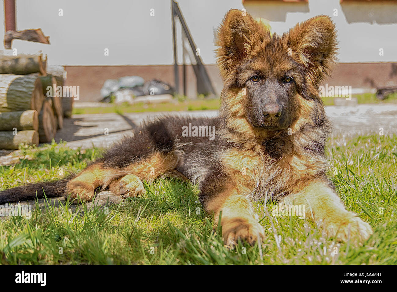 Young german shepherd dog in the garden Stock Photo - Alamy