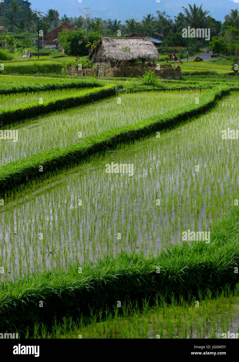 Little house in a terraced rice field, Bali island, Jatiluwih ...