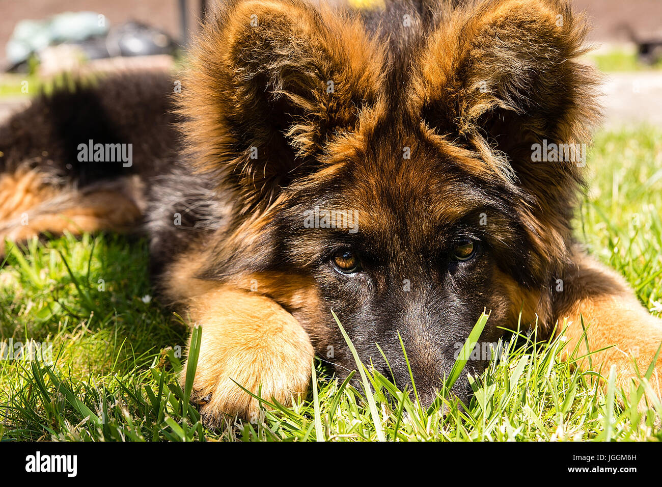 Young german shepherd dog in the garden Stock Photo - Alamy