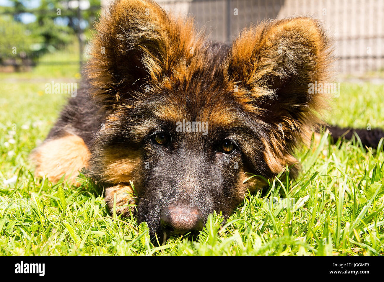 Young german shepherd dog in the garden Stock Photo - Alamy