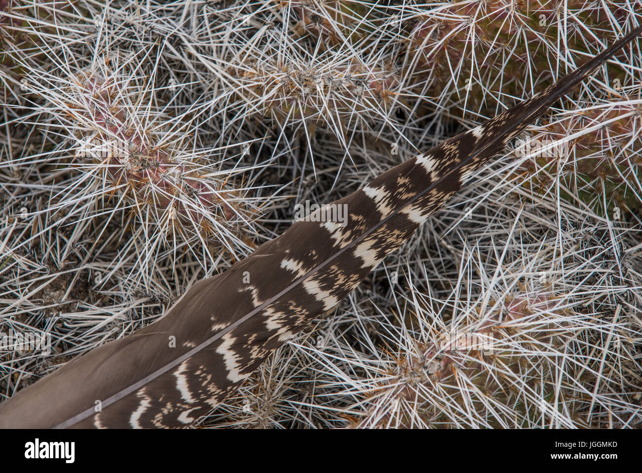 Sage grouse habitat hi-res stock photography and images - Alamy
