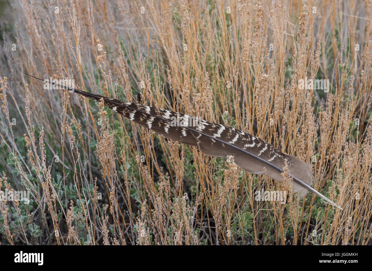 Sage grouse habitat hi-res stock photography and images - Alamy