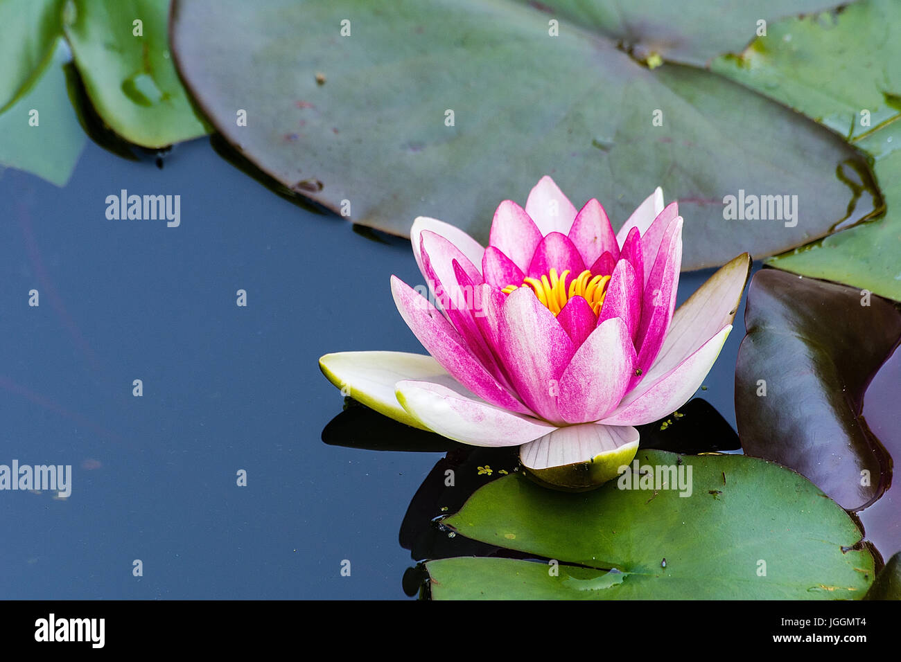 Beautiful water lily in botanical garden in Krakow (Poland Stock Photo ...