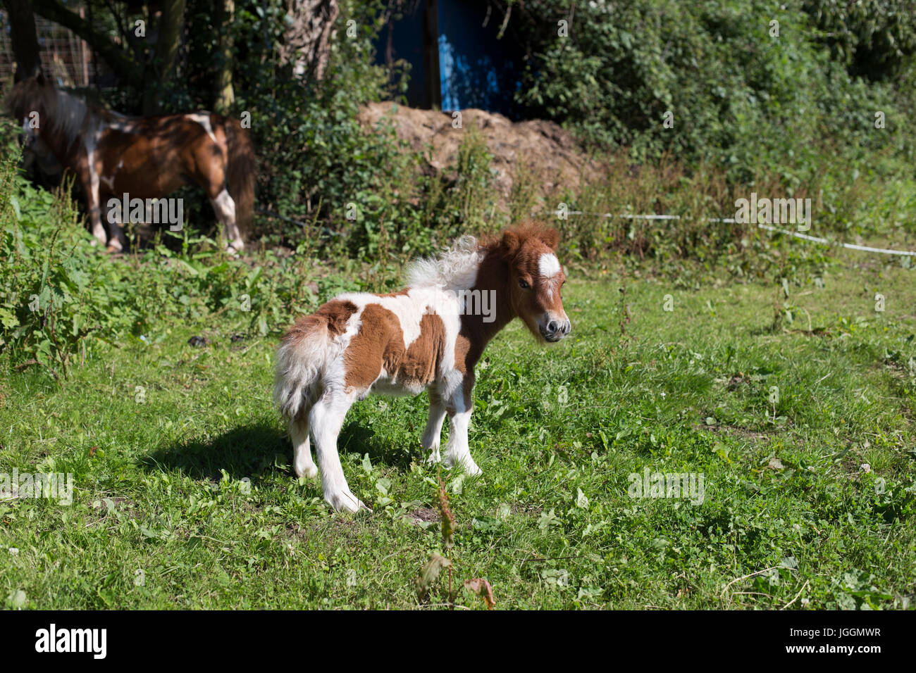 Male pony hi-res stock photography and images - Alamy