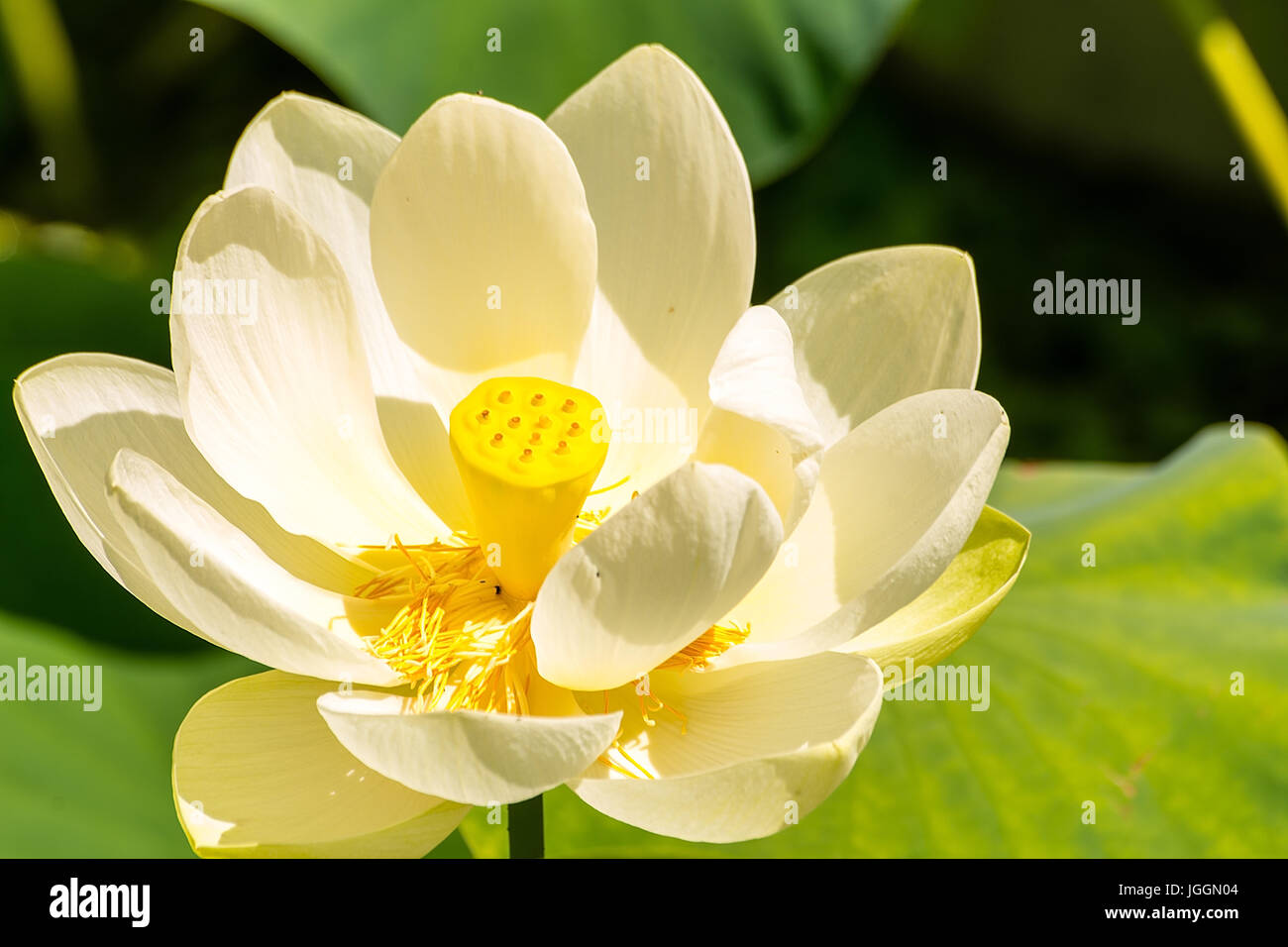 Beautiful water lily in botanical garden in Krakow (Poland Stock Photo ...