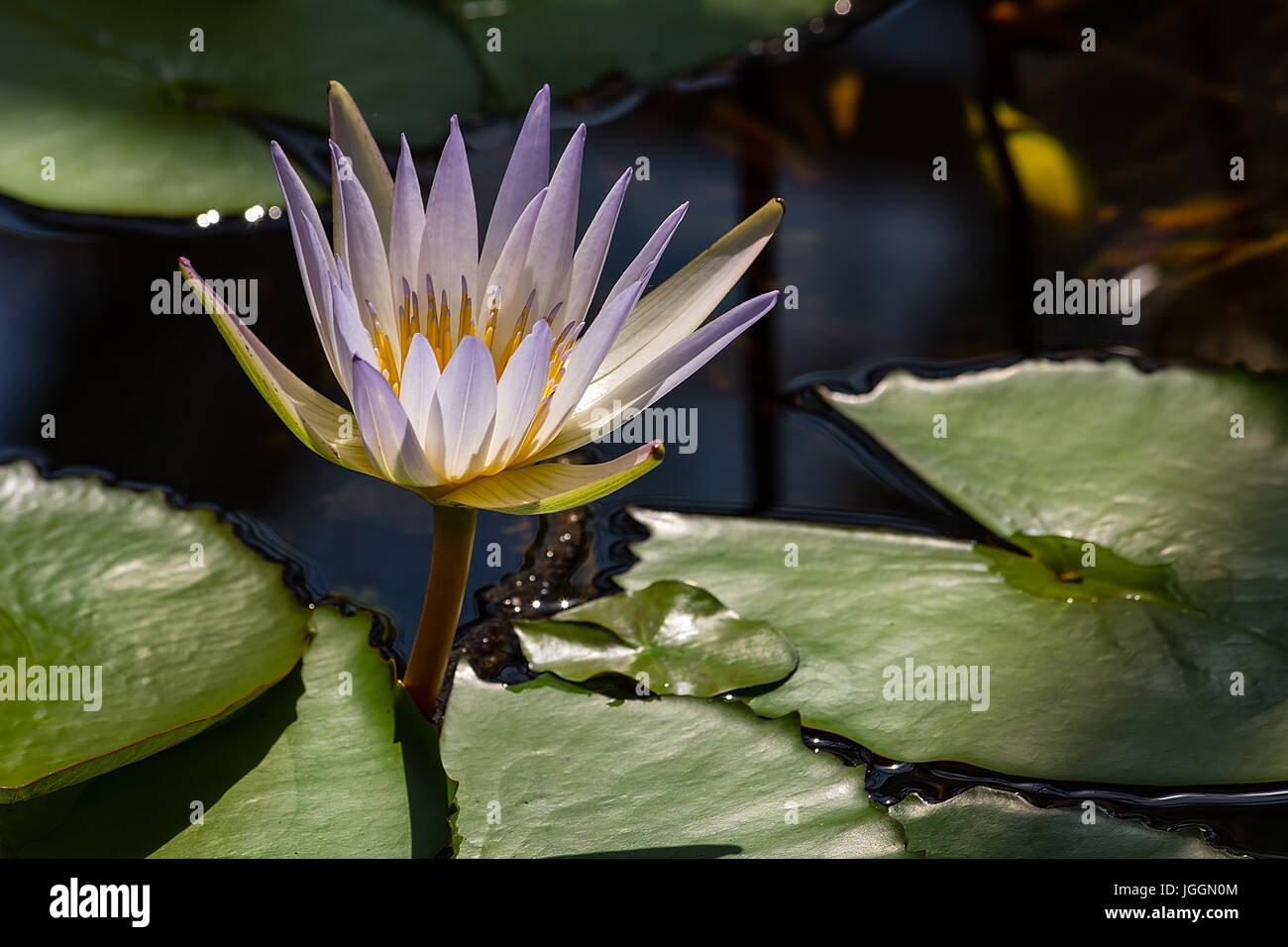 Beautiful water lily in botanical garden in Krakow (Poland Stock Photo ...