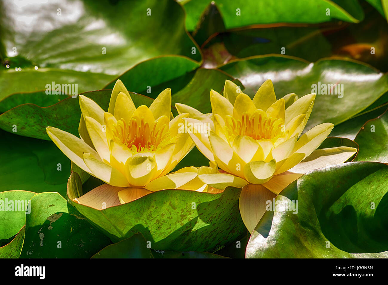 Beautiful water lily in botanical garden in Krakow (Poland Stock Photo ...