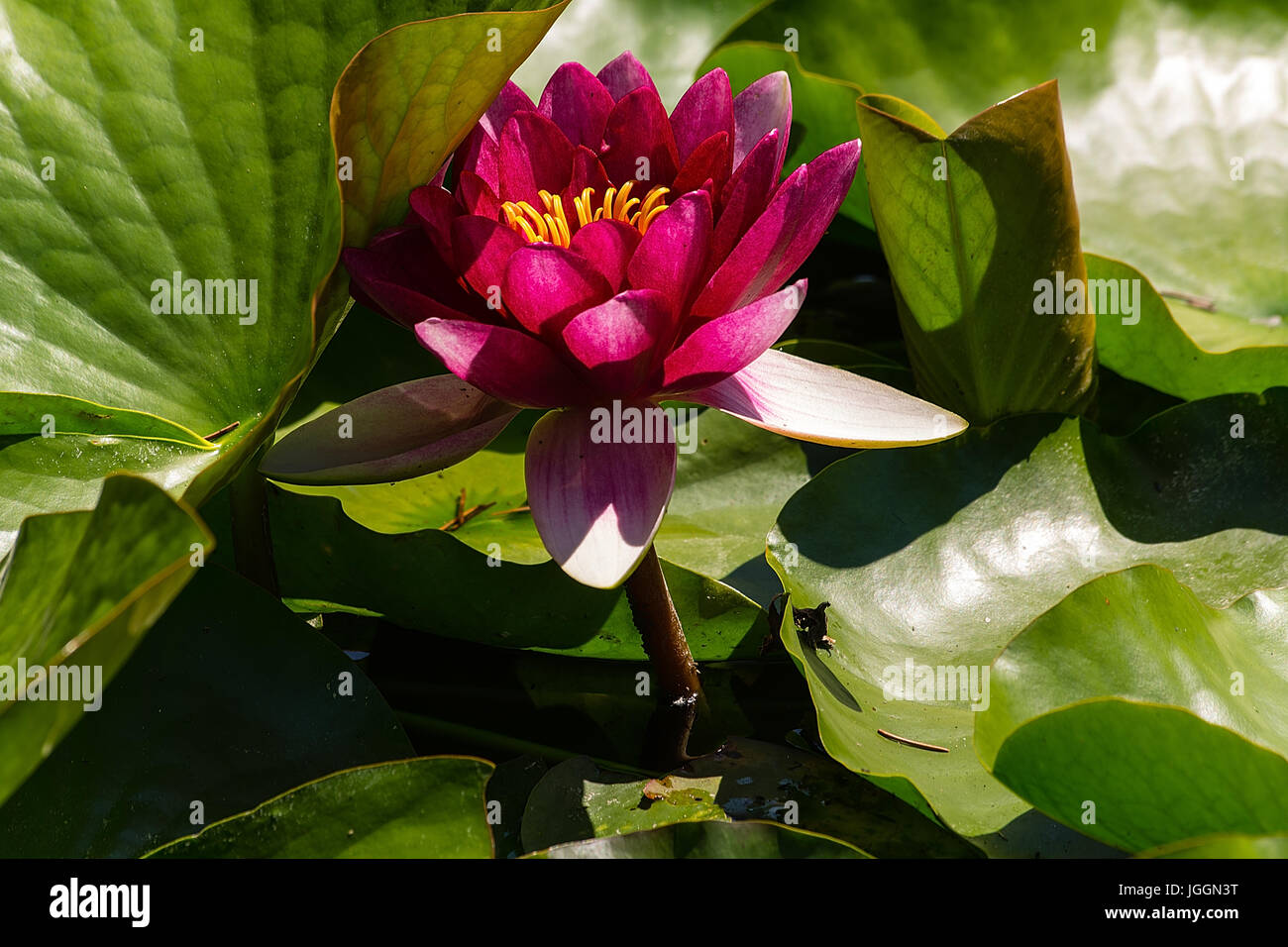 Beautiful water lily in botanical garden in Krakow (Poland Stock Photo ...