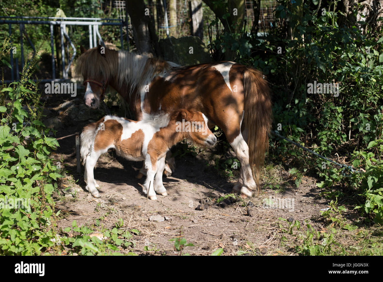 Baby Pony High Resolution Stock Photography and Images - Alamy