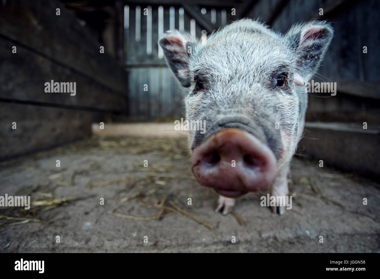 Herding pigs hi-res stock photography and images - Alamy