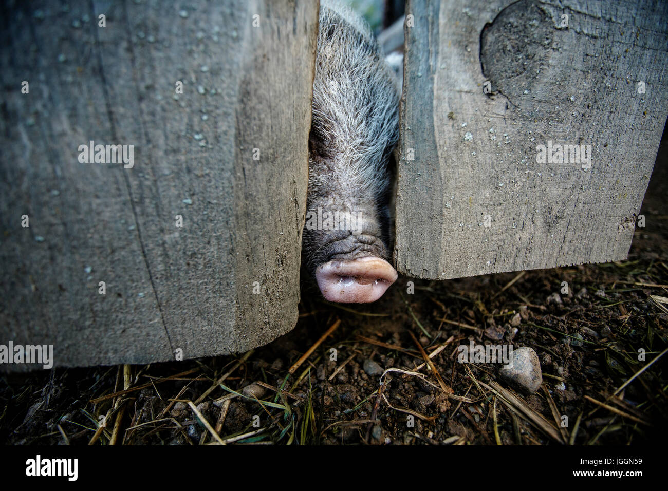 Herding pigs hi-res stock photography and images - Alamy