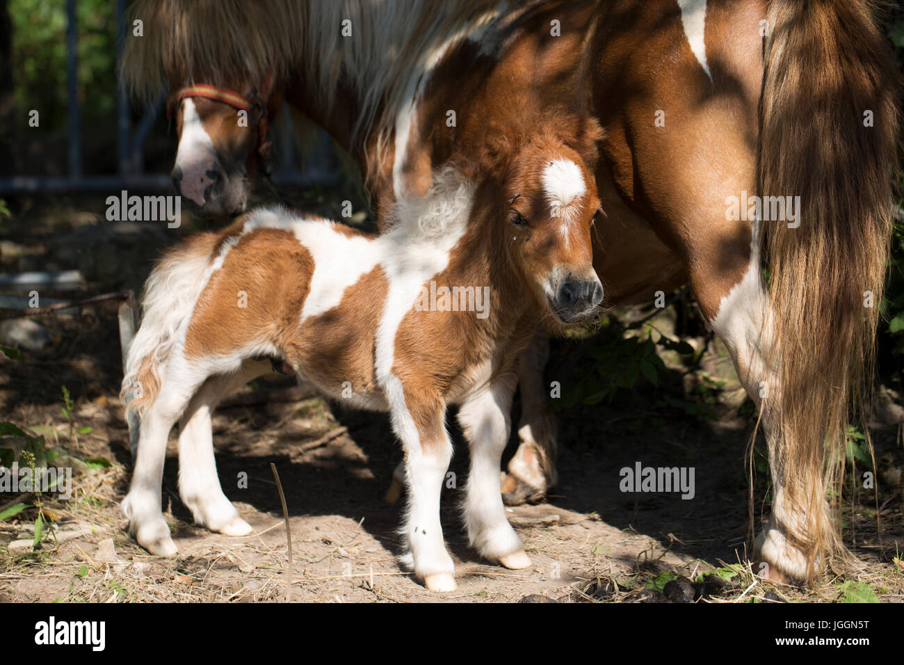 Baby pony hi-res stock photography and images - Alamy