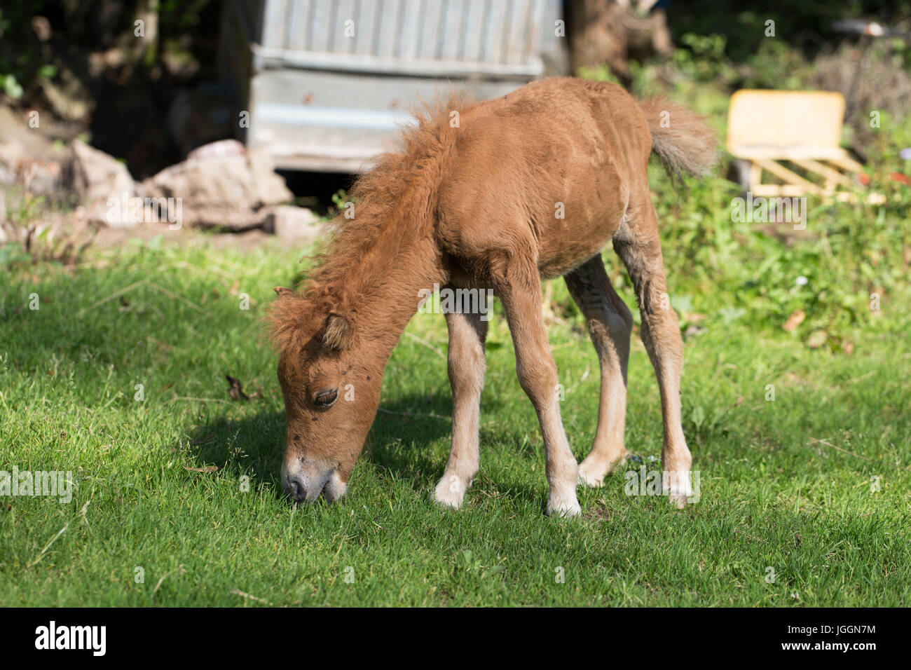 Miniature pony baby hi-res stock photography and images - Alamy