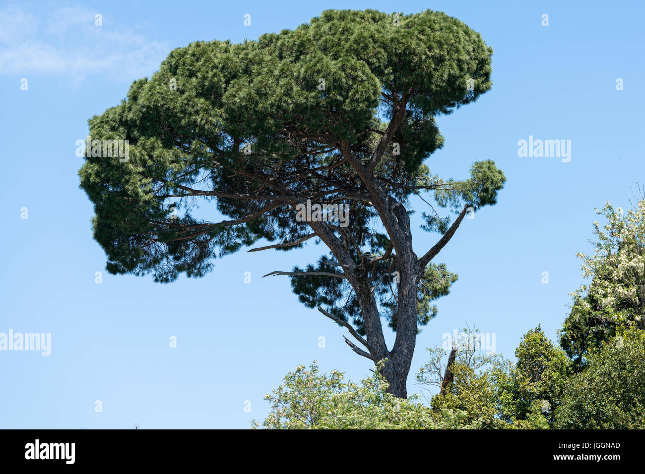 Big old tree Stock Photo - Alamy