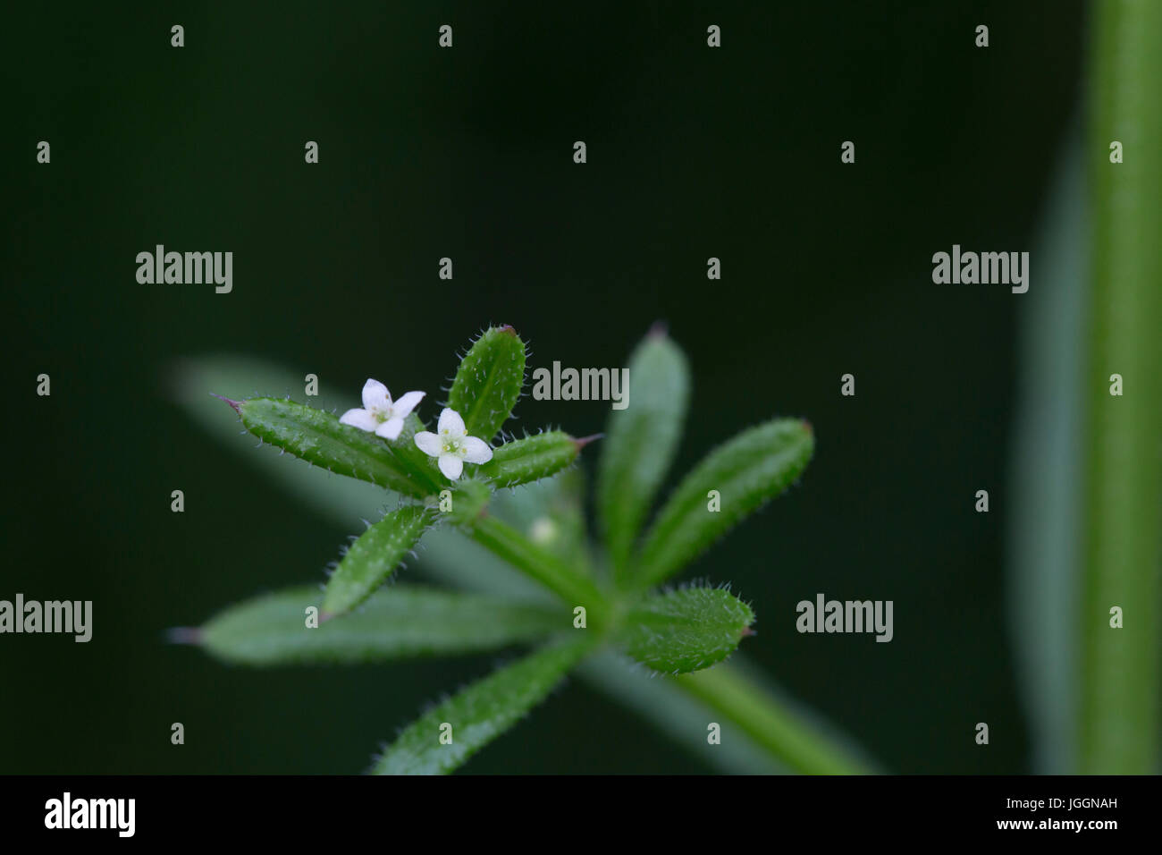 Cleavers hi-res stock photography and images - Alamy