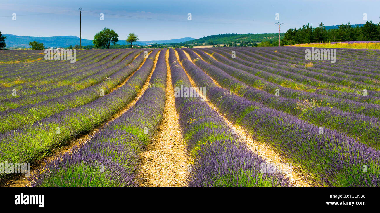 Lavender in sault vaucluse hi-res stock photography and images - Alamy