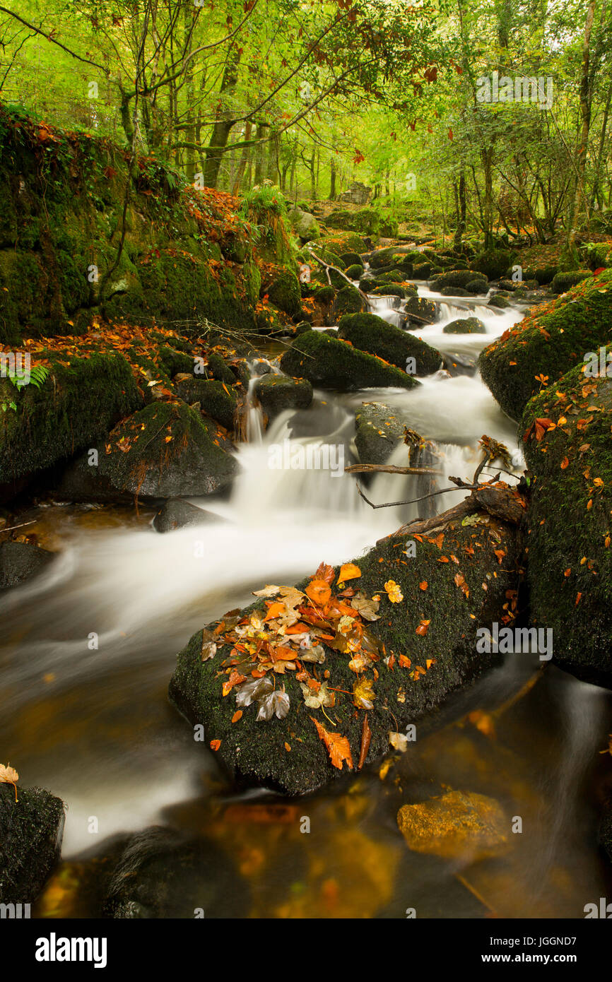 Kennall Vale; Cornwall; UK Stock Photo - Alamy