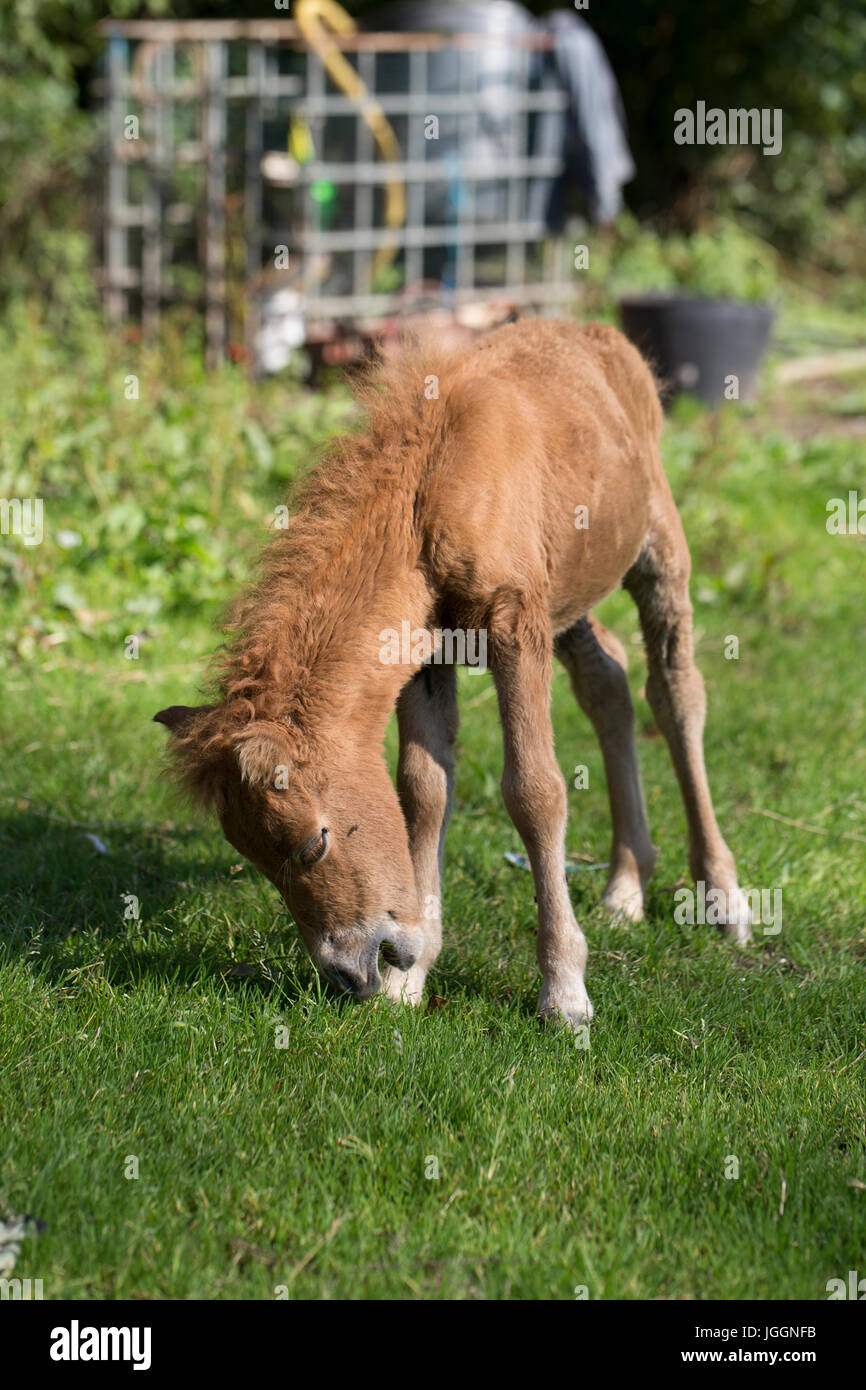 Newborn miniature horse foal hi-res stock photography and images - Alamy