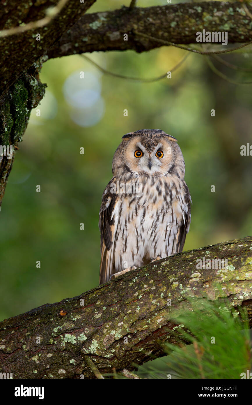 Owl High Resolution Stock Photography and Images - Alamy