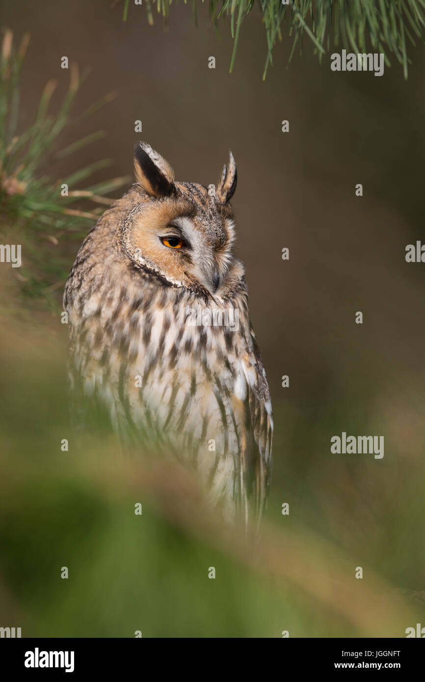 Long Eared Owl; Asio otus Single in Pine Tree UK Stock Photo - Alamy