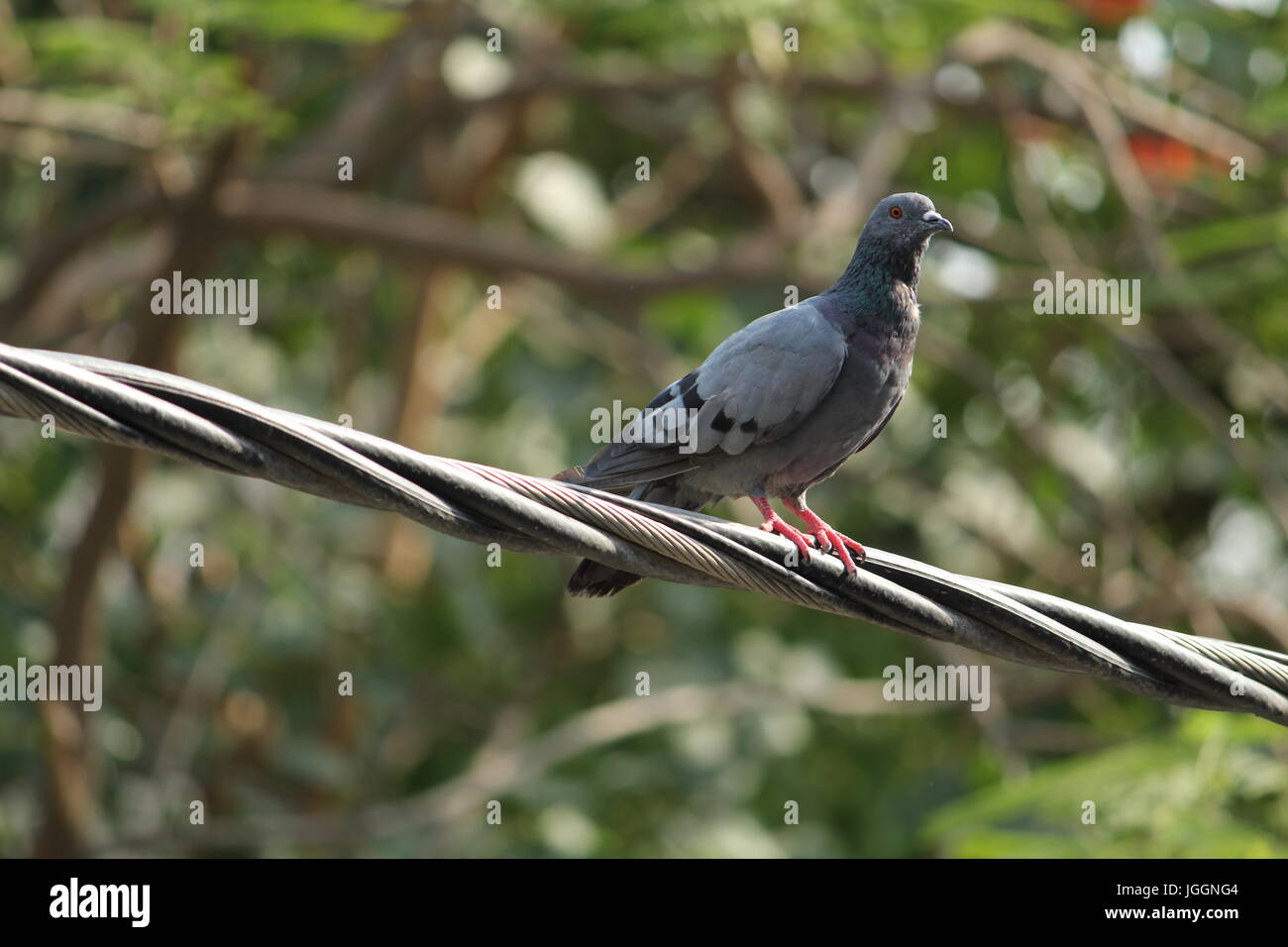 piegon resting on wires Stock Photo - Alamy